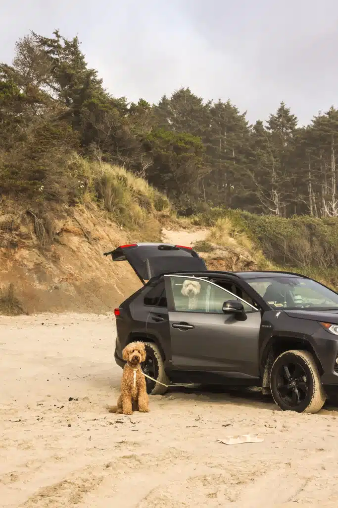10 Must-Ask Questions Before Traveling by Car with a Dog - Truffles & Chai